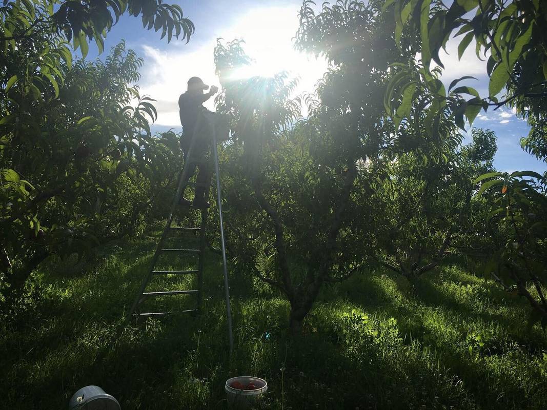 Our Fruit Orchards - Johnson Orchards